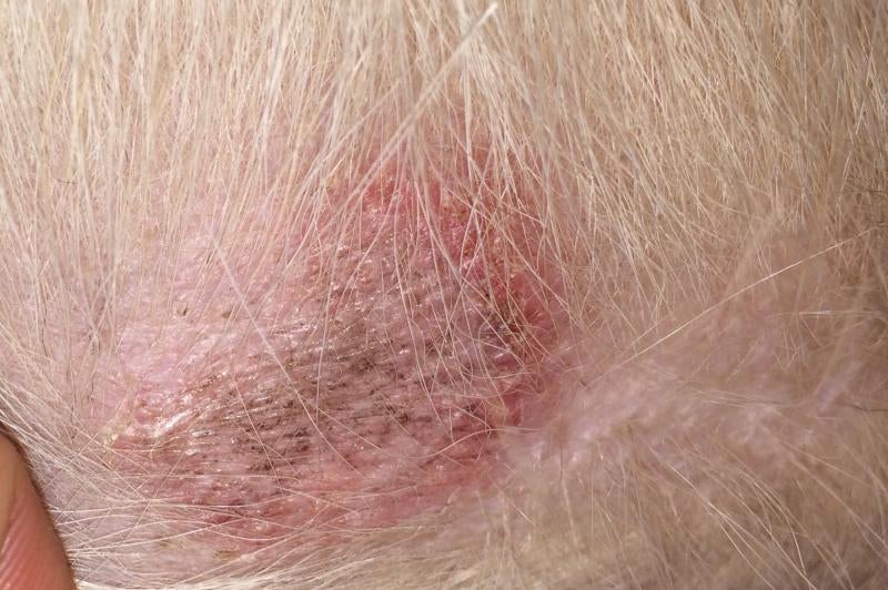 German Shepherd Dog Forums View Single Post Skin Issues With 1 Year german-shepherd-dog-forums-view-single-post-skin-issues-with-1-year