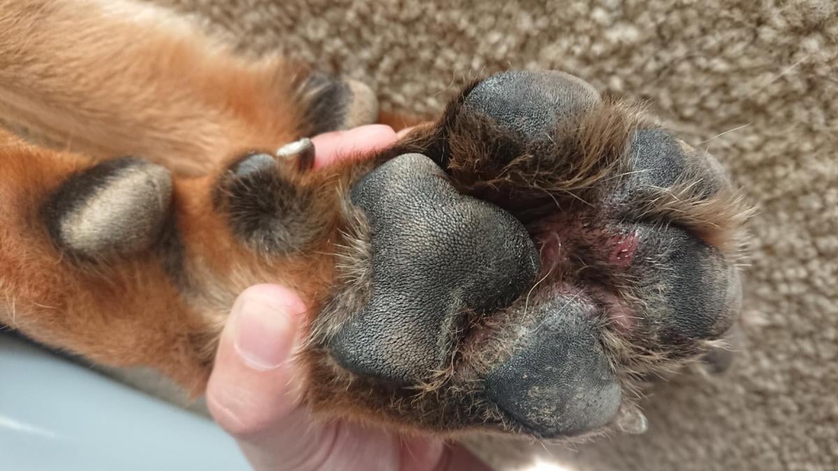 Sudden Paw Rash Page 2 German Shepherd Dog Forums sudden-paw-rash-page-2-german-shepherd-dog-forums